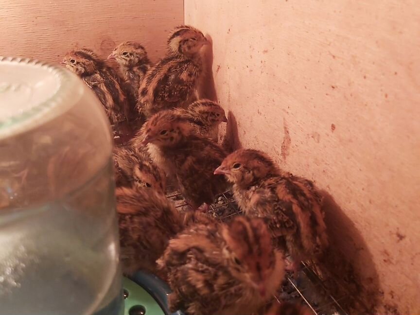 Перепела продажа