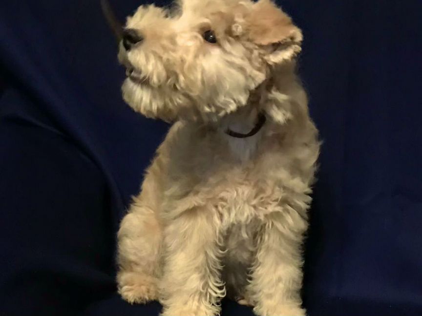 Лейкленд терьер