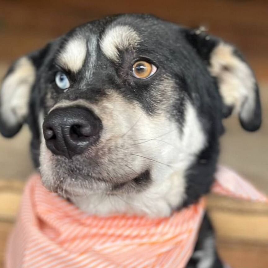 Взрослый пёс в добрые руки