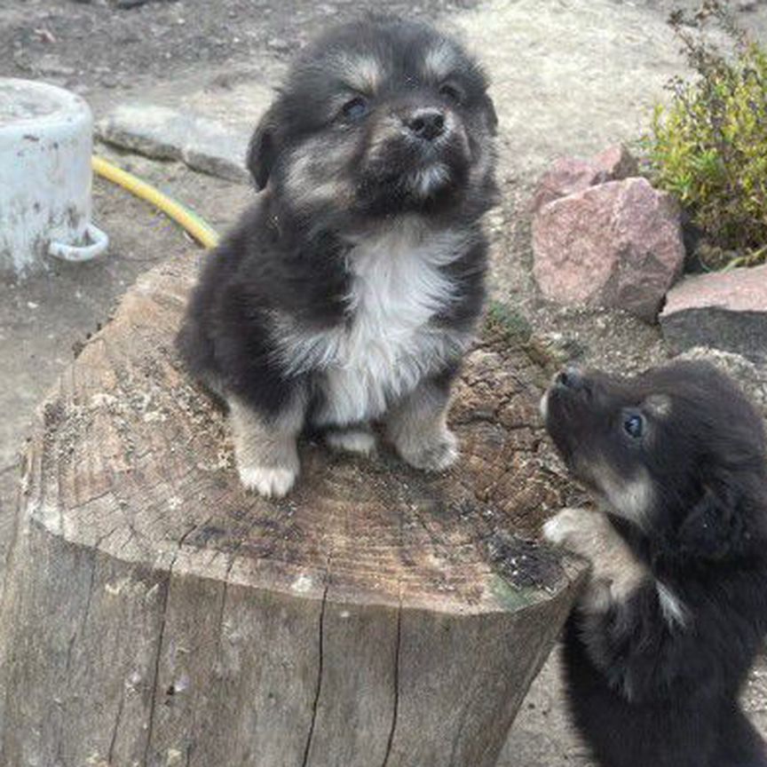 Щенок в добрые руки