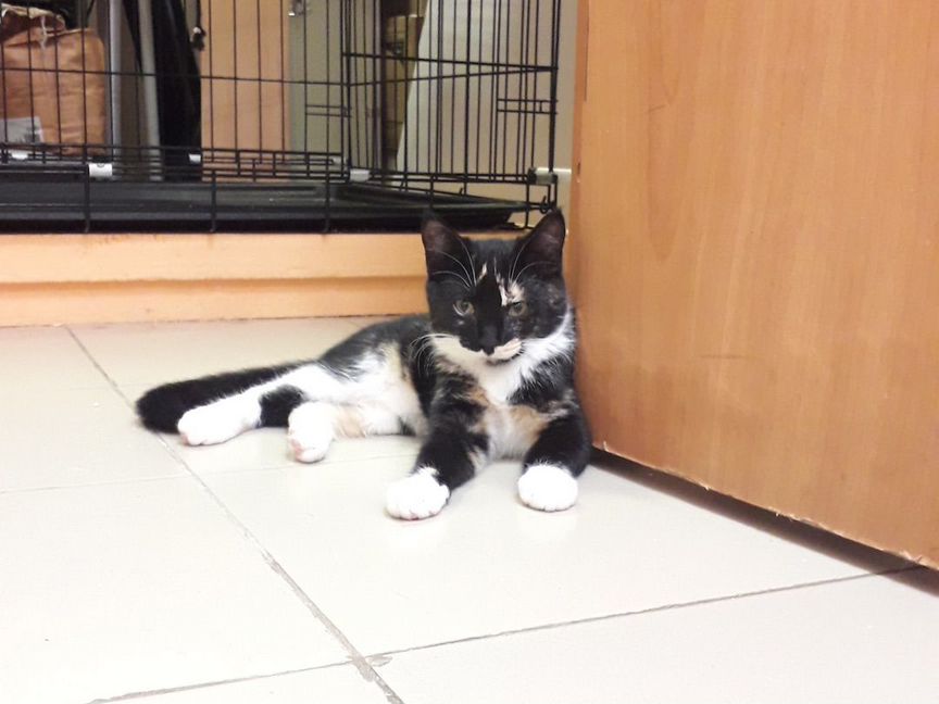 Брошенные котята ищут дом