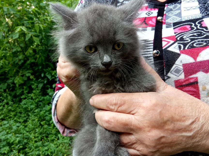 Котята в добрые руки ответственным хозяевам