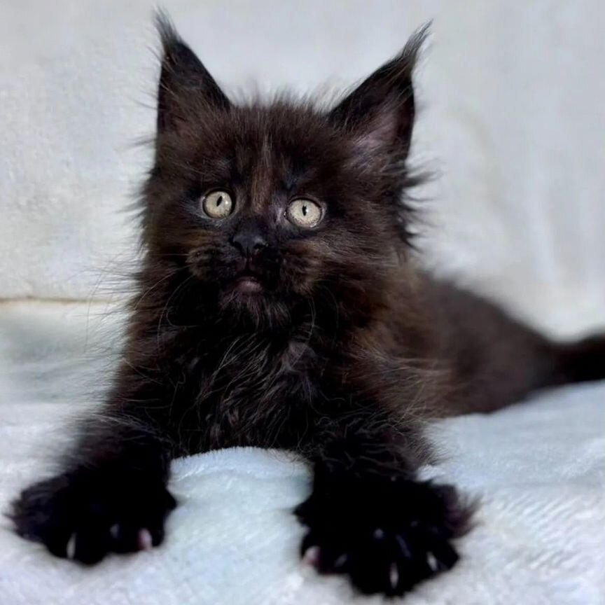 Котята