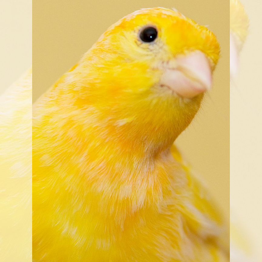 Кенар с клеткой