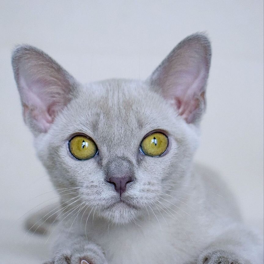 Бурманские котята