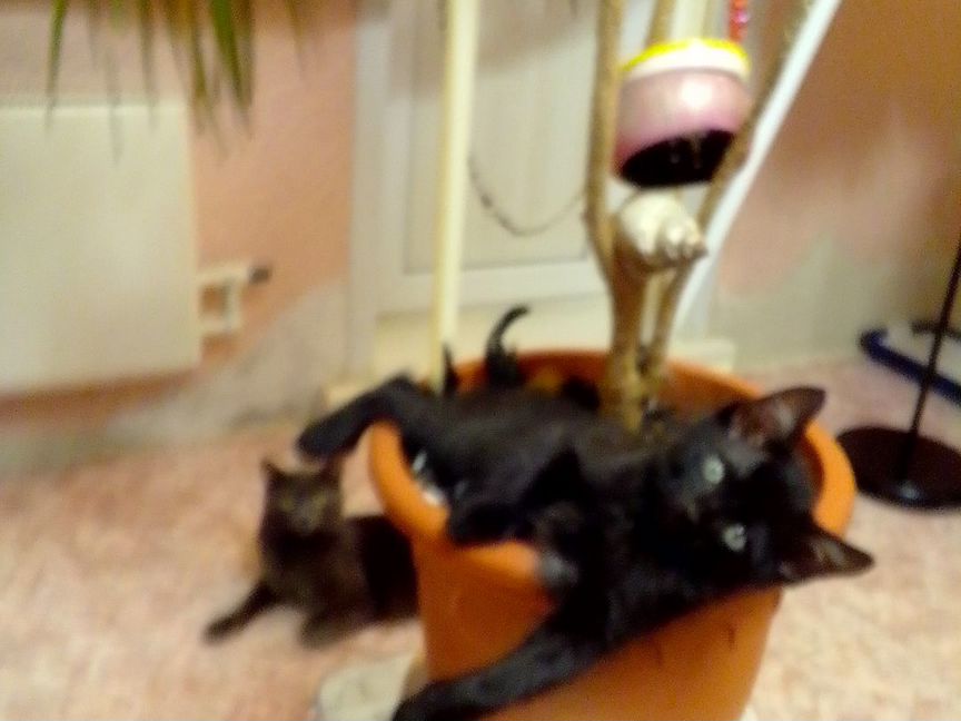 Котята