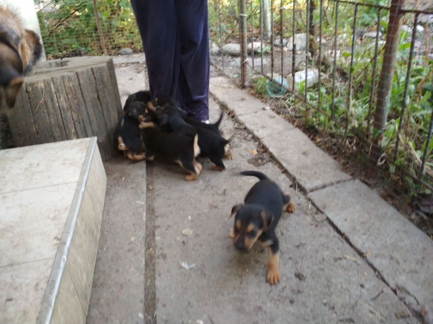 Просто собака друг