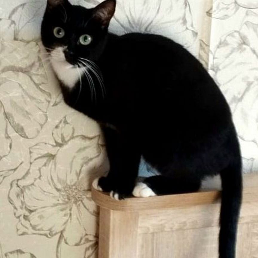 Кошка Айка