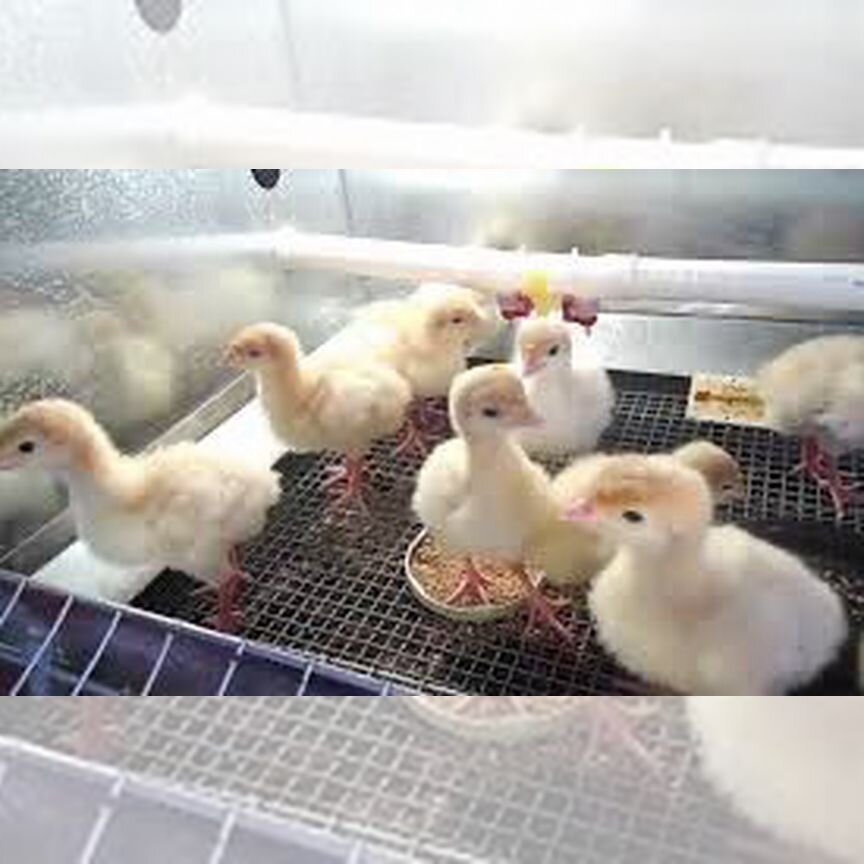 Индюки биг 6 бронь на 28.04 вылуп