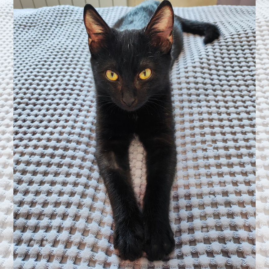 Котёнок в добрые руки