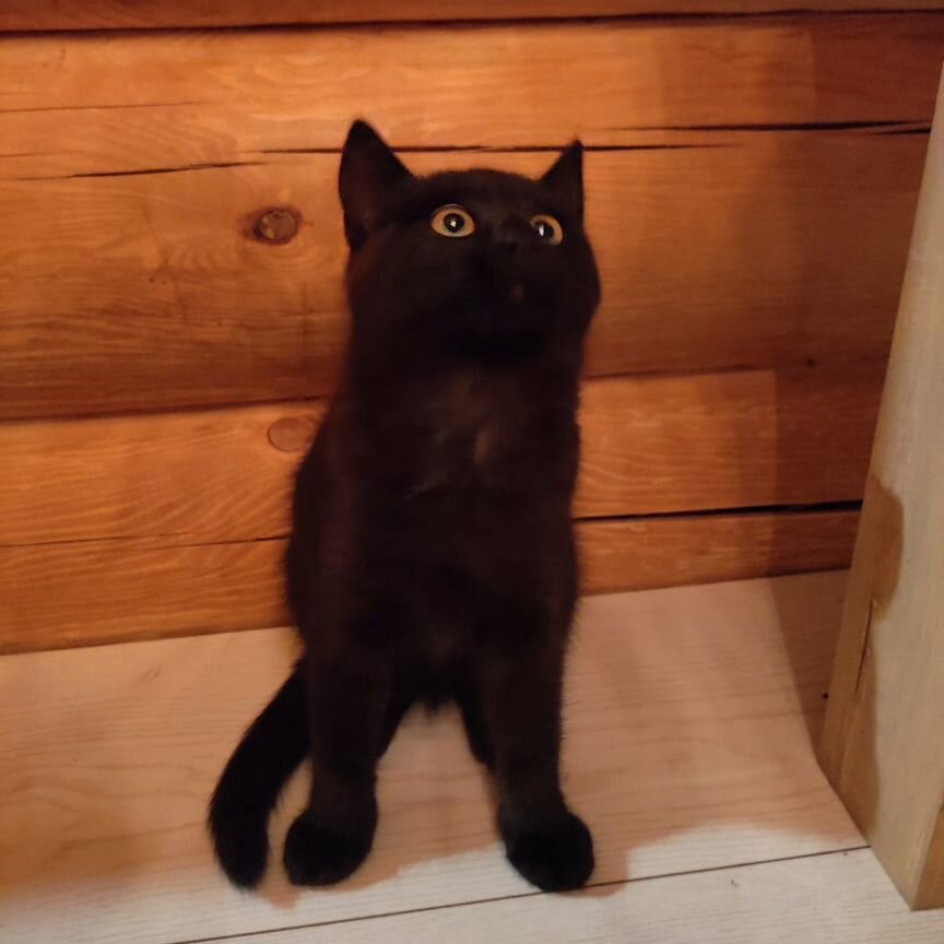 Котенок в добрый руки
