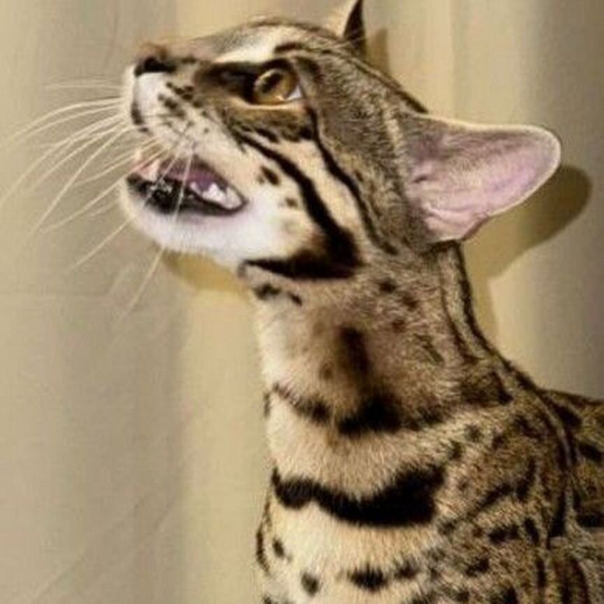 Бенгальская гибрид f1 алк