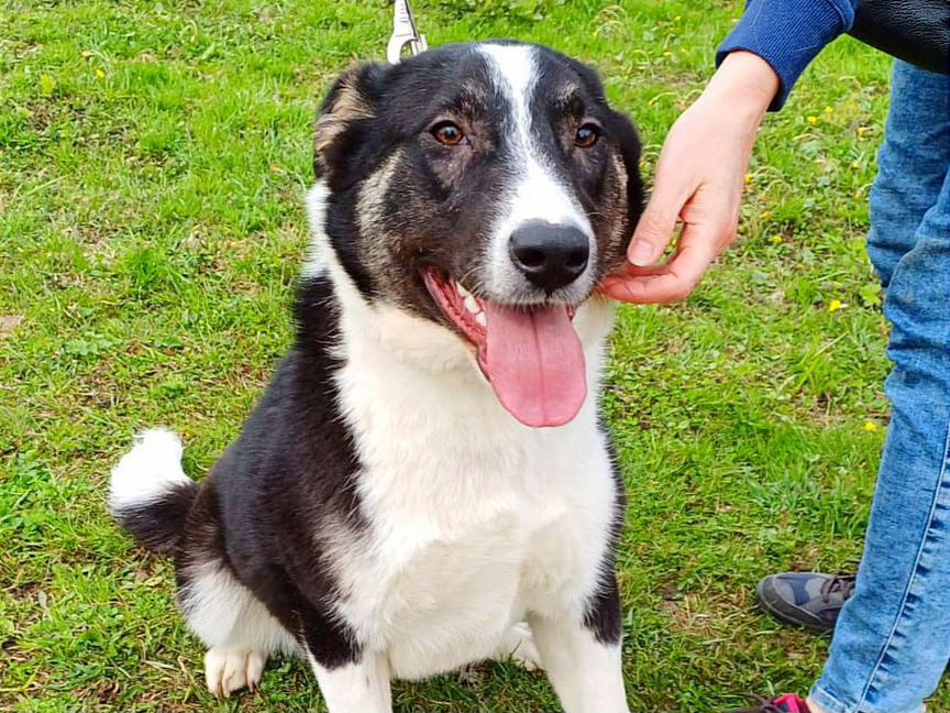 Собака друг и защита в добрые руки