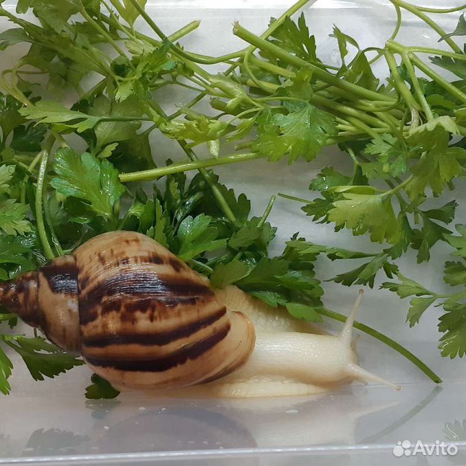 Улитка ахатина 13 см с контейнером
