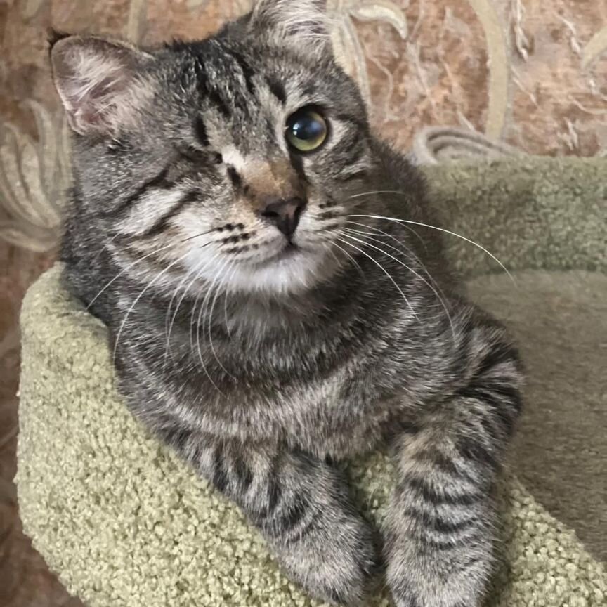 Котик с одним глазиком ищет дом