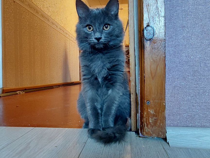 Котенок мальчик