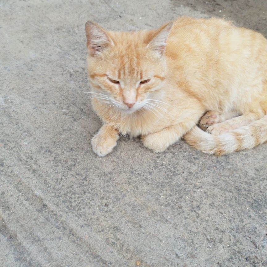 Кошка в дар