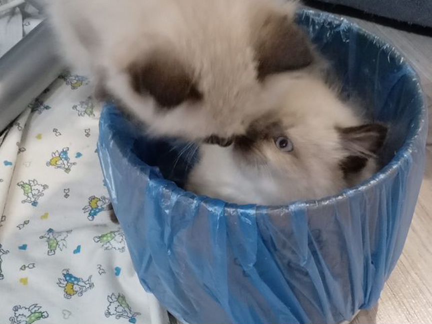 Невские маскарадные котята