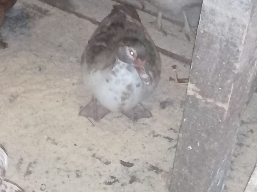 Мускусные утки индоутки индоутята