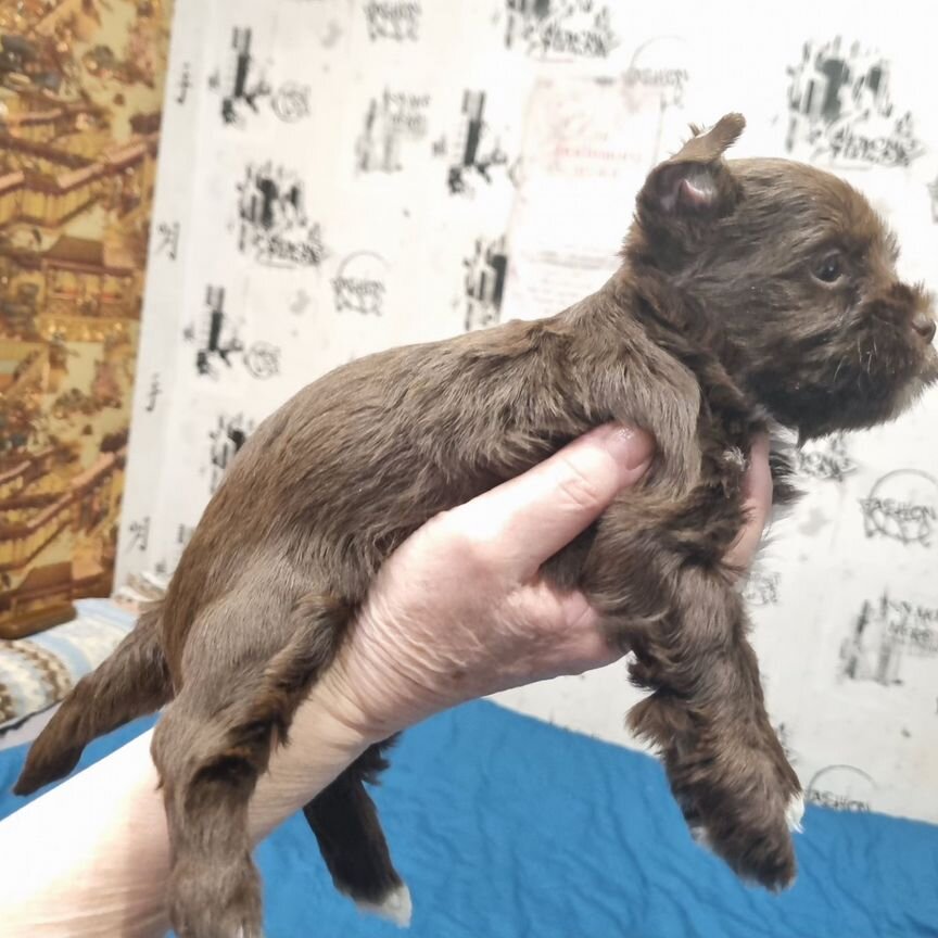 Йоркширский терьер, щенок