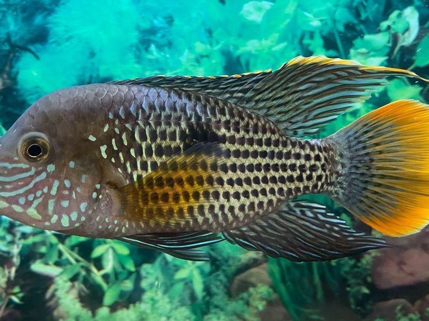 Акара бирюзовая 15 см