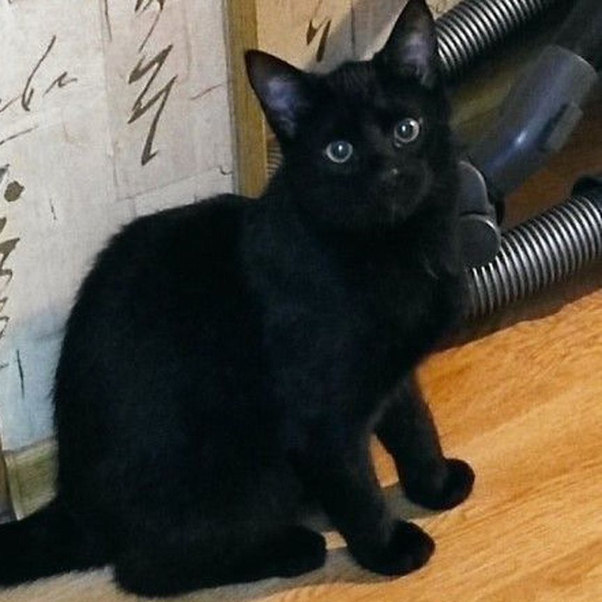 Взрослый кот в добрые руки