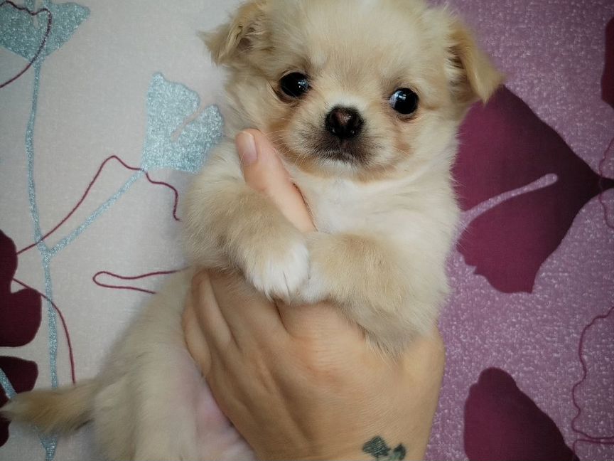 Красивый мальчик Чихуахуа