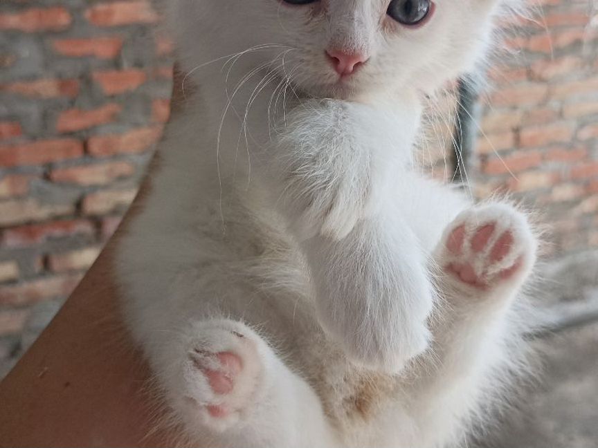 Голубоглазый блондин