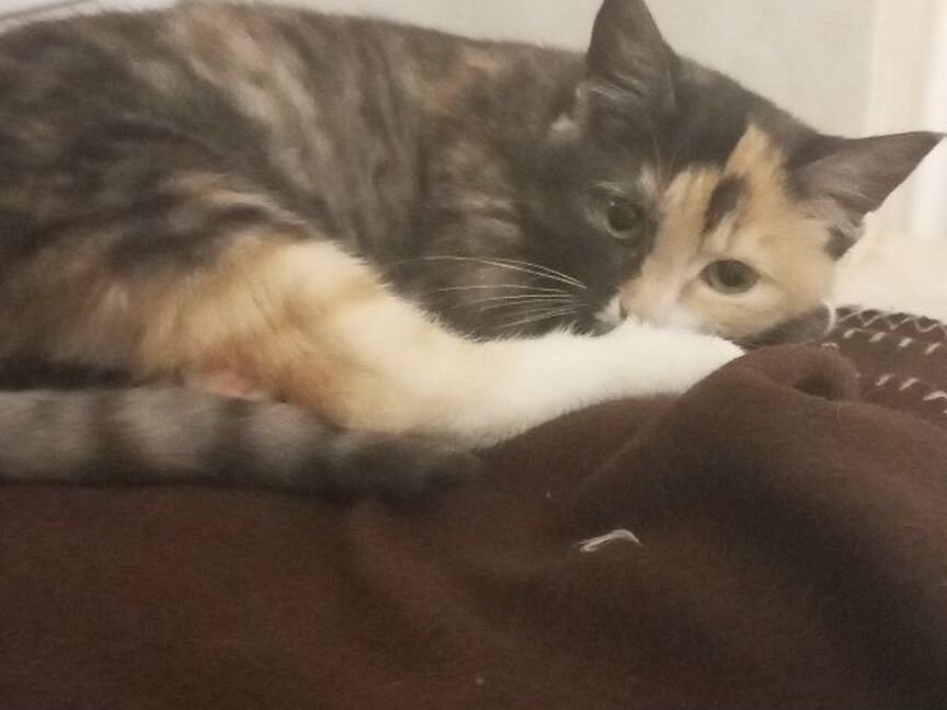 Кошка в дар