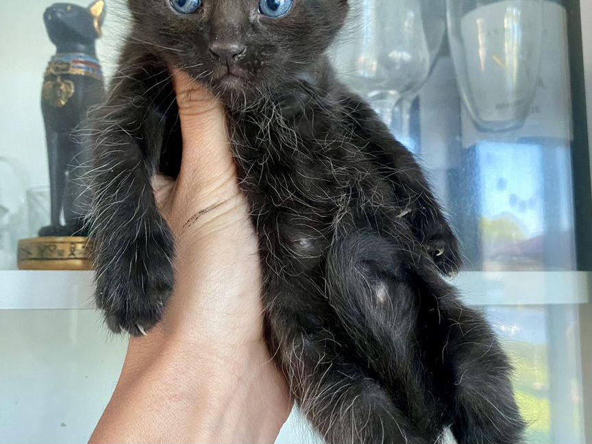 Котенок