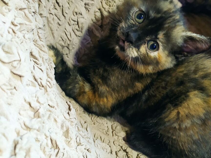 Котенок в добрые руки