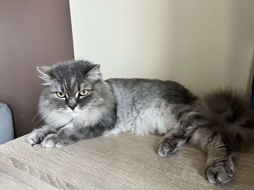 Кот в добрые руки