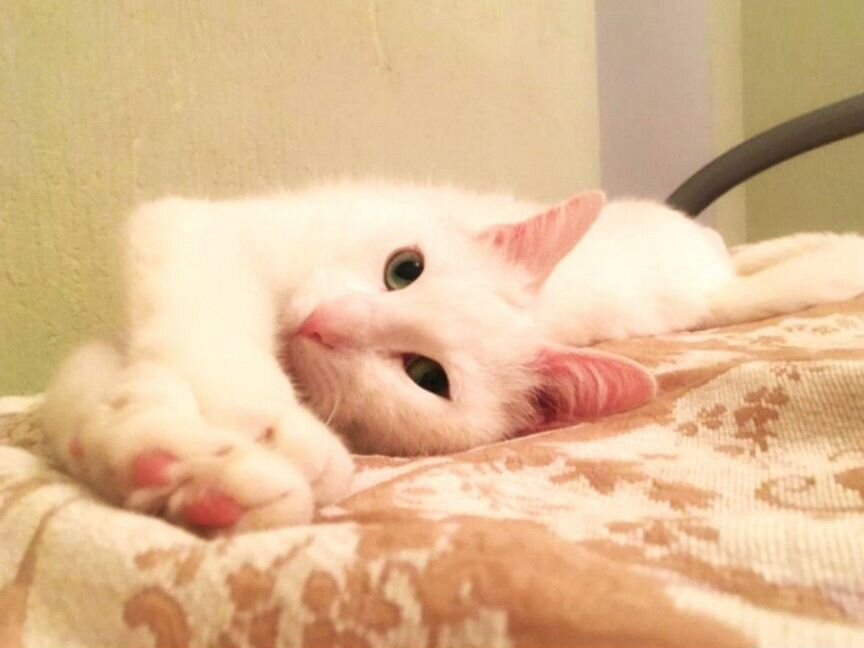 Белочке нужен дом