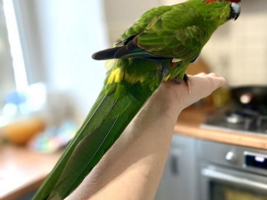 Попугай какарик (самец)