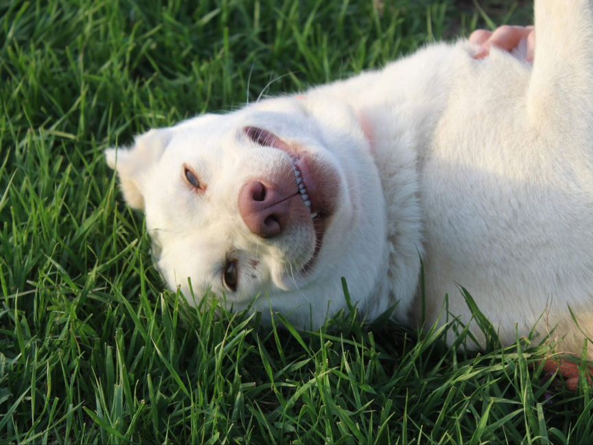 Собака Эльза ищет дом