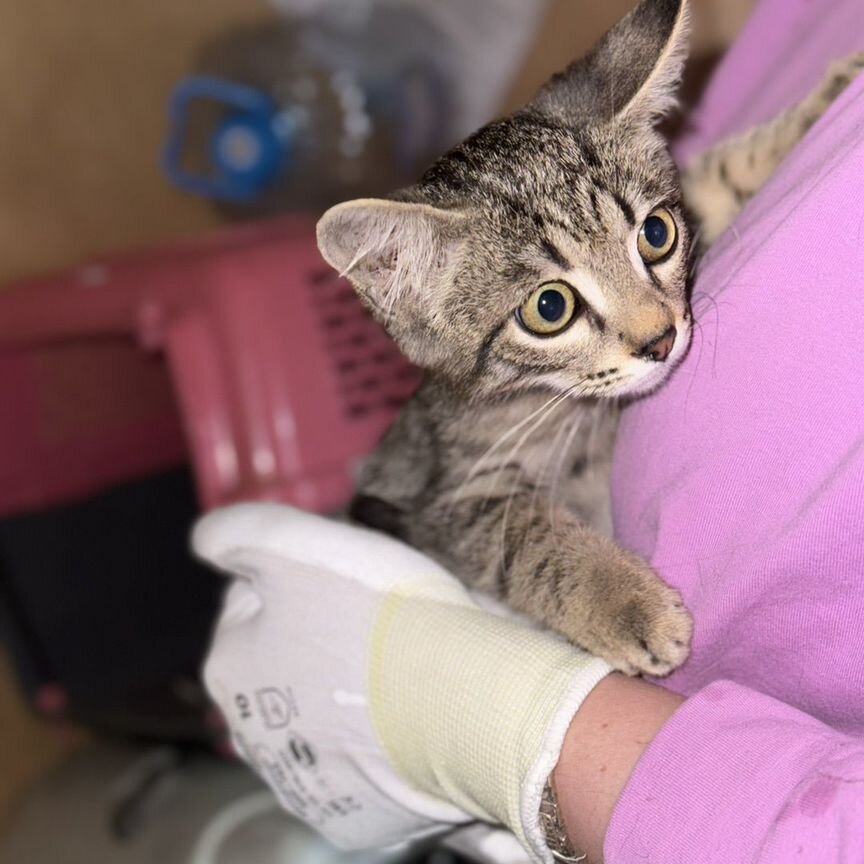 Котенок девочка ищет дом