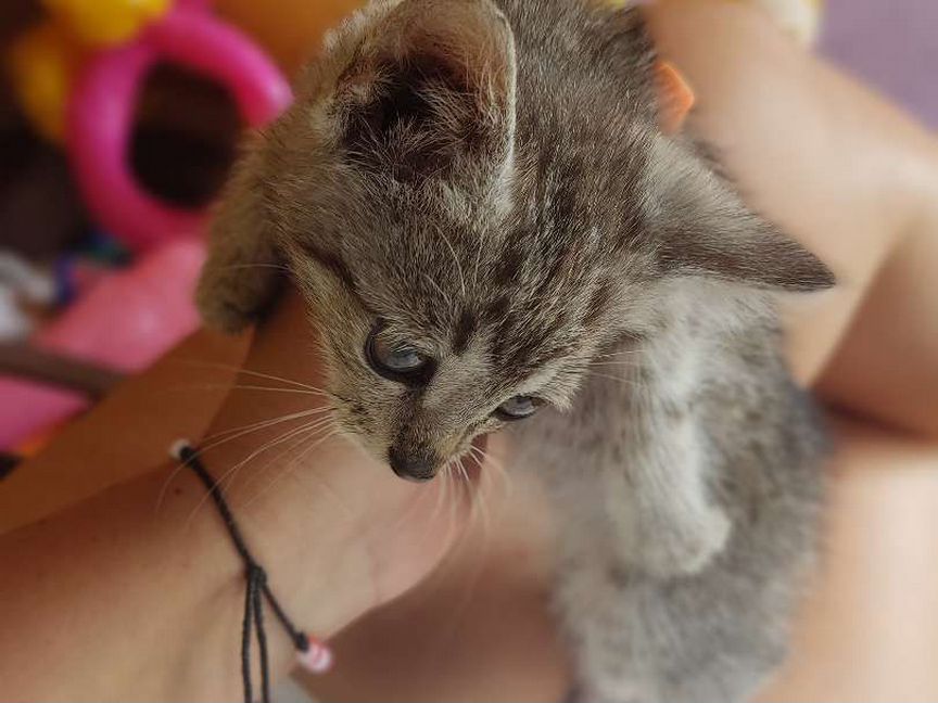 Отдам котика, сама привезу