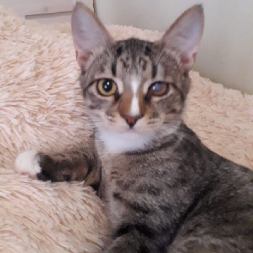 Взрослый кот в добрые руки