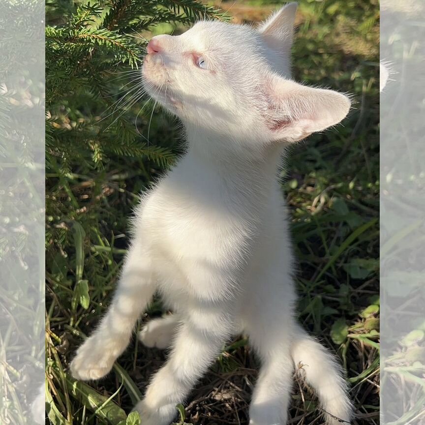 Чаузи котёнок
