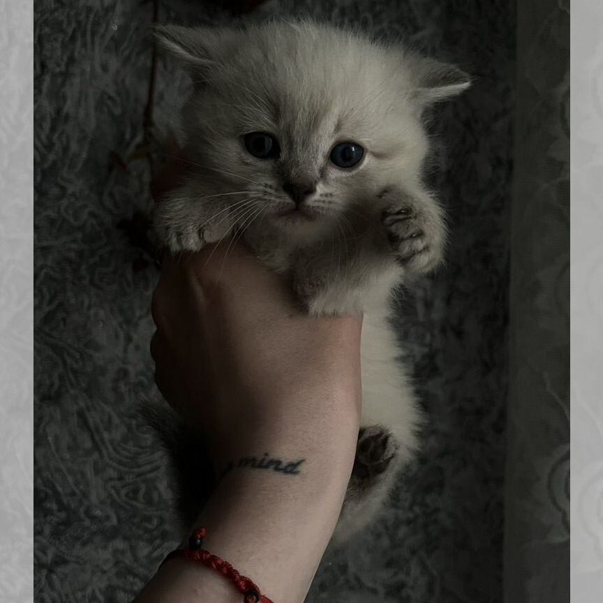 Невские котята