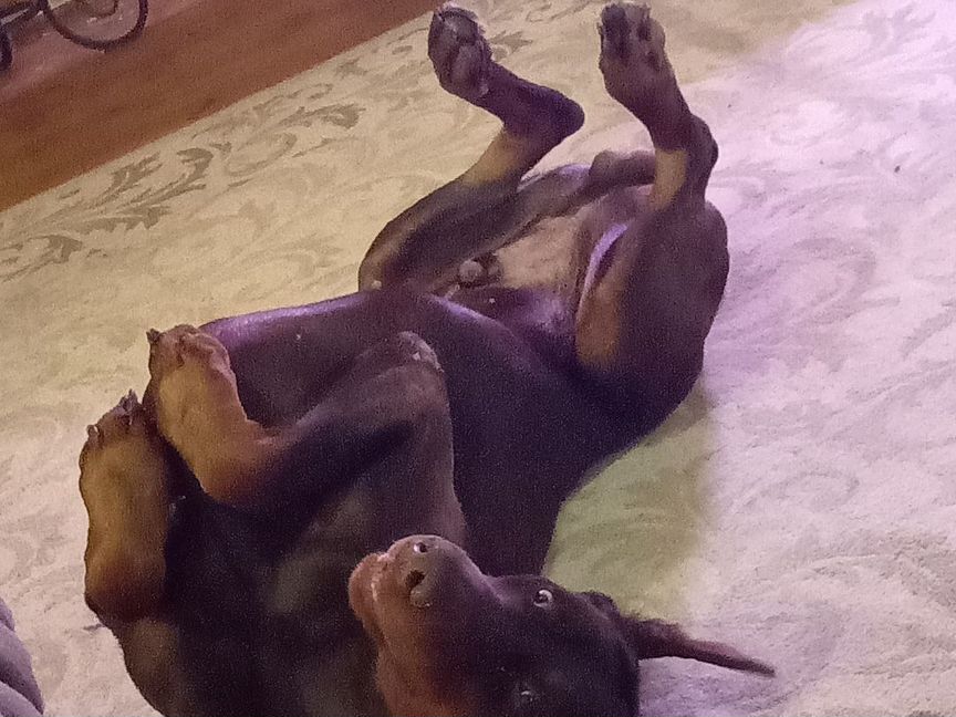 Отдаётся доберман