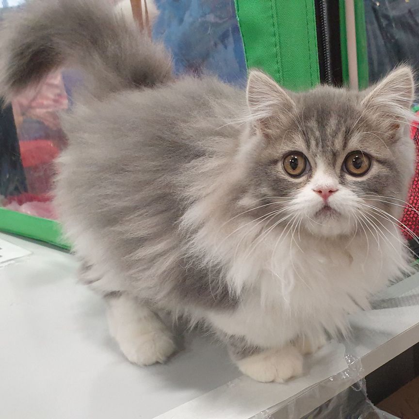 Котята менуэт