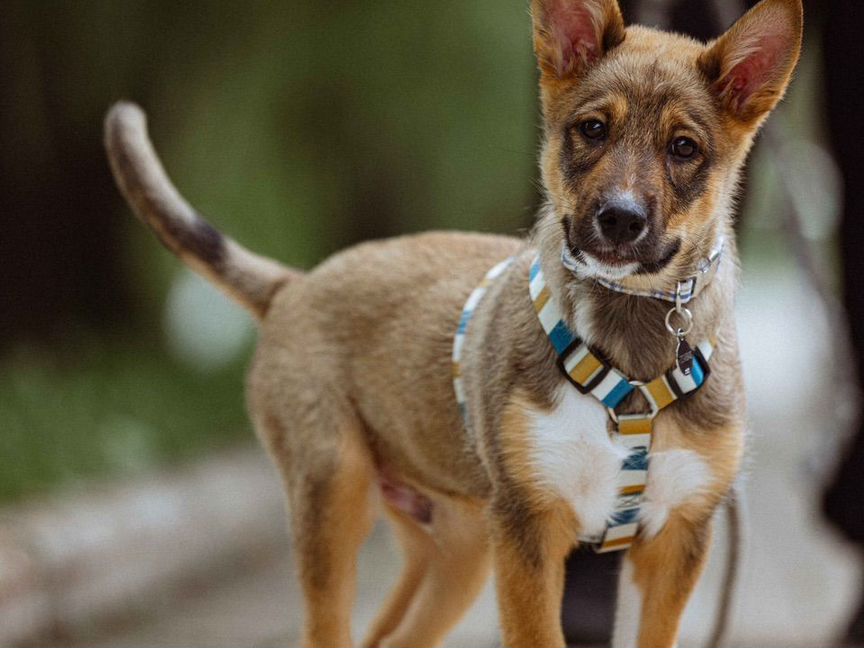 Щенок Авраам ищет дом