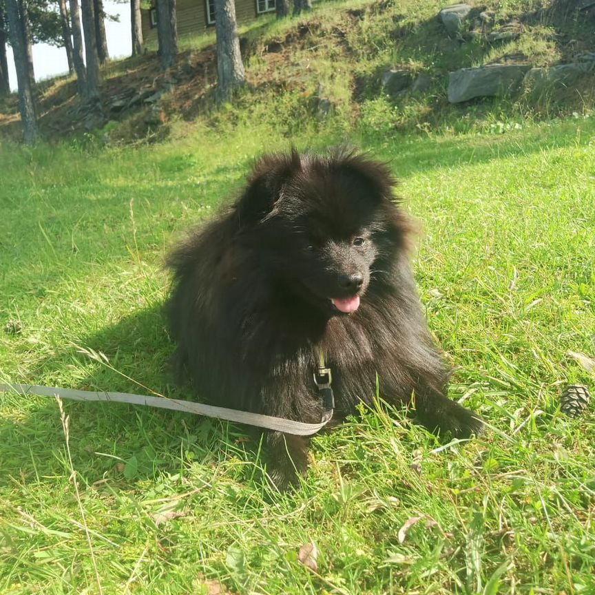 Померанский шпиц девочка