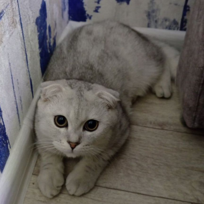 Британский короткошёрстный кот, взрослый