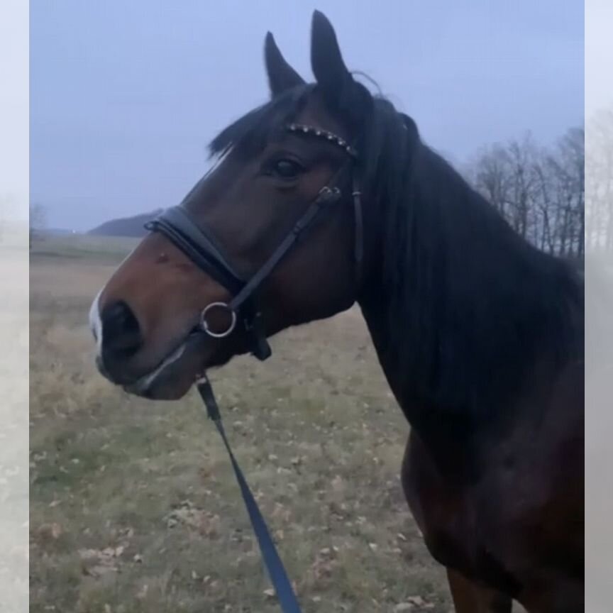Уздечка для лошади