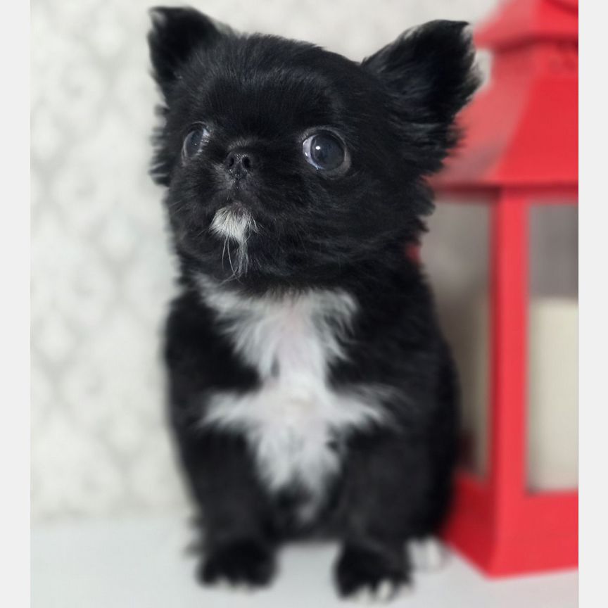 Черная жемчужина чихуахуа мини