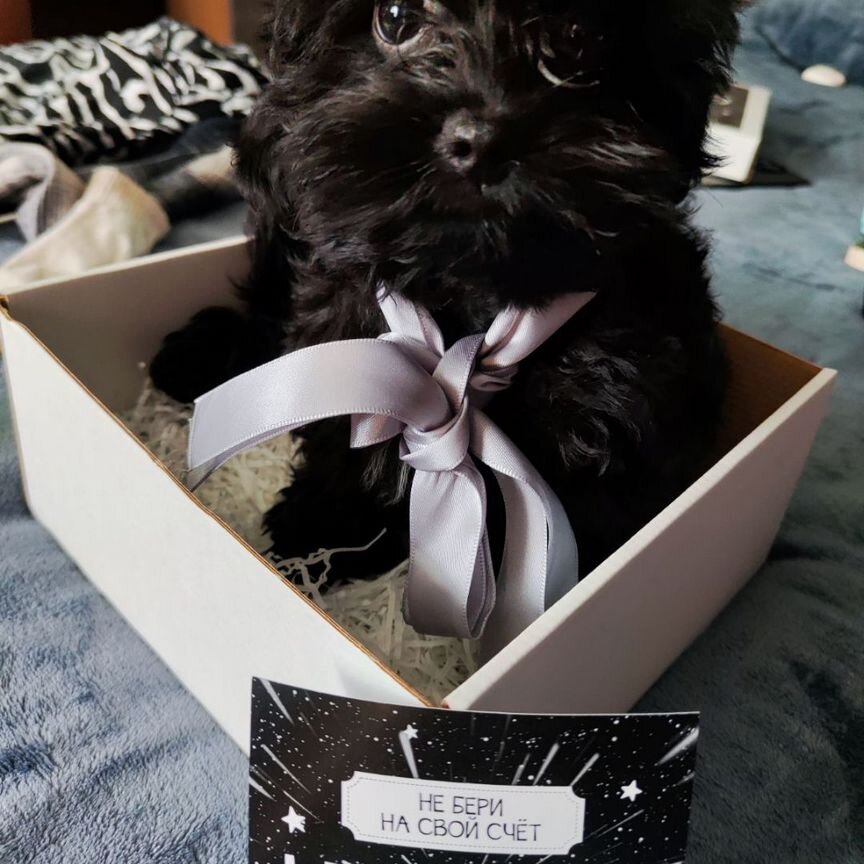 Мальтипу микро