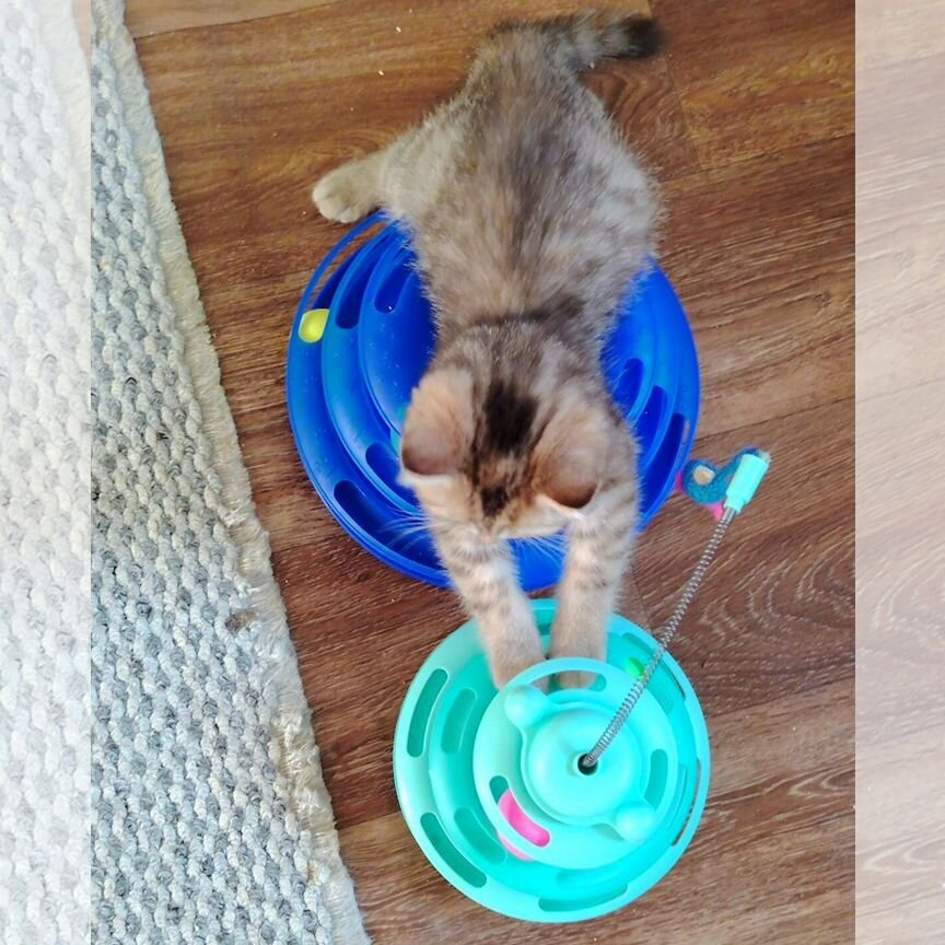 Шотландский вислоухий длинношёрстный котёнок