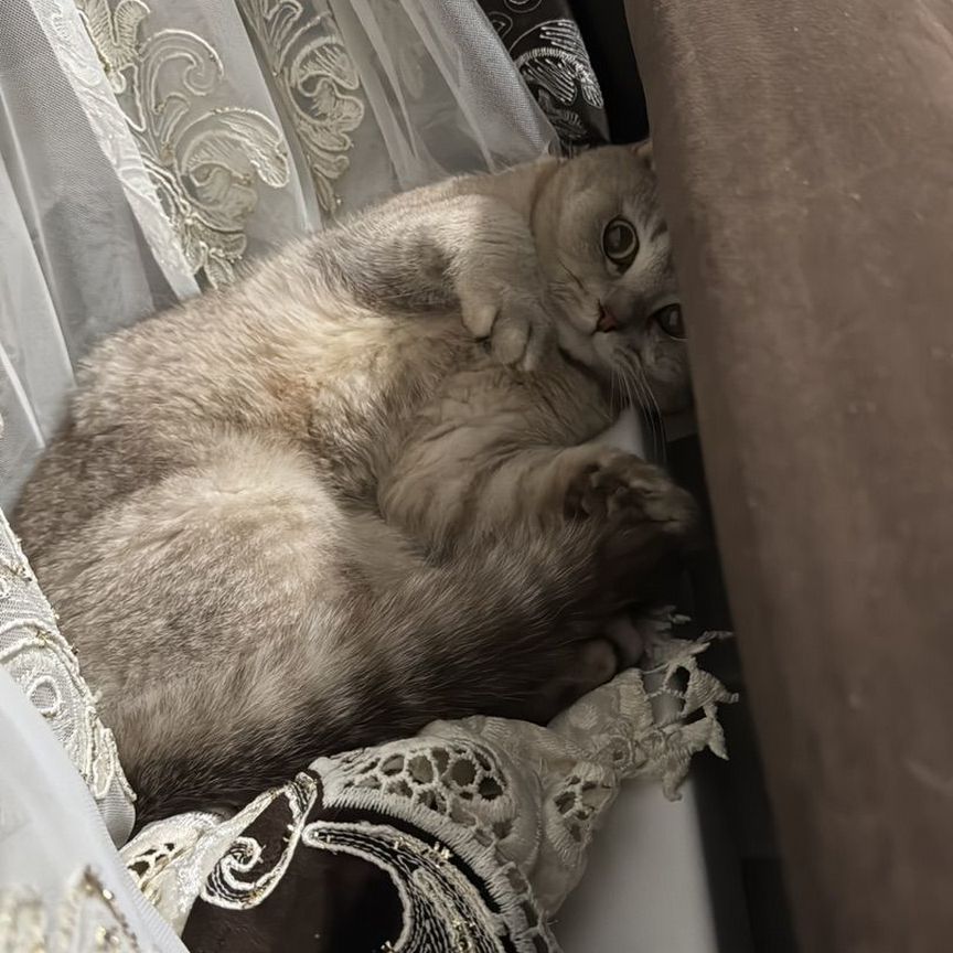 Кот